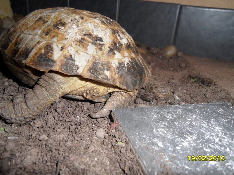 Curling Shell | Reptile Forums
