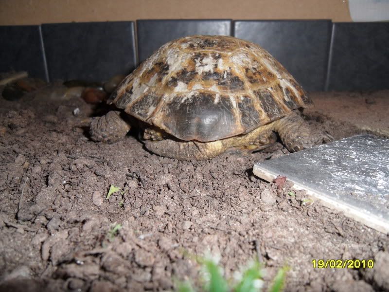 Curling Shell | Reptile Forums