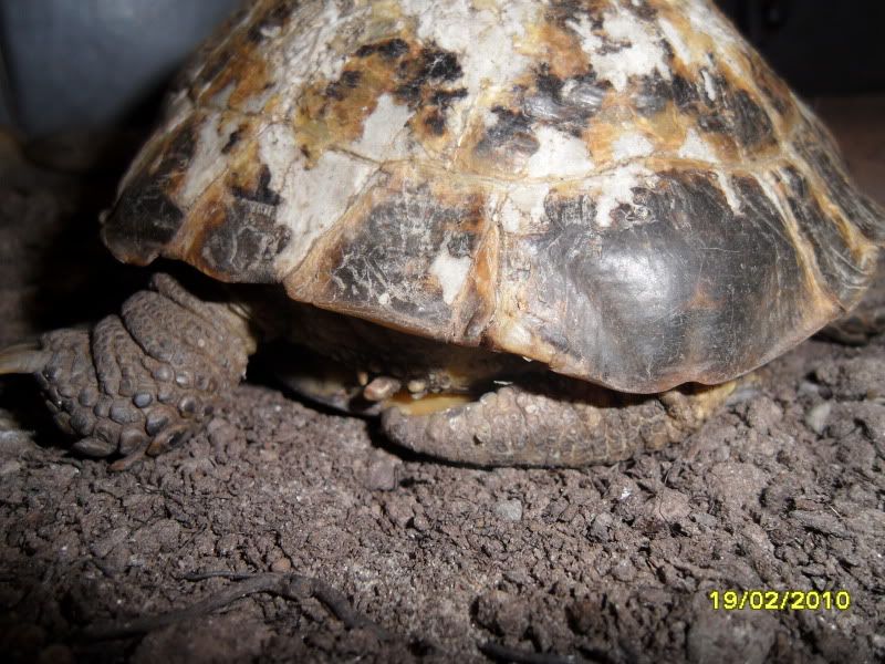 Curling Shell | Reptile Forums