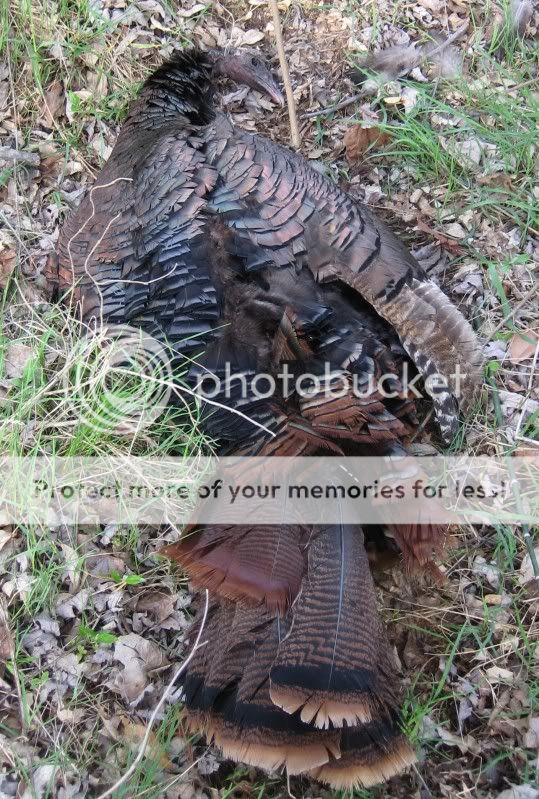 Wild turkey? Do they just lay down and die | BladeForums.com