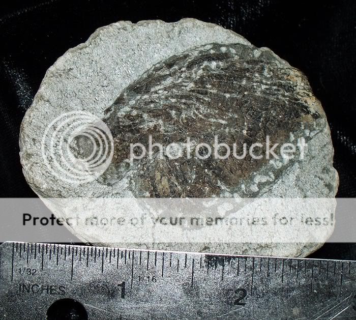 Fish Fin In Concretion! Wa State - Fossil ID - The Fossil Forum