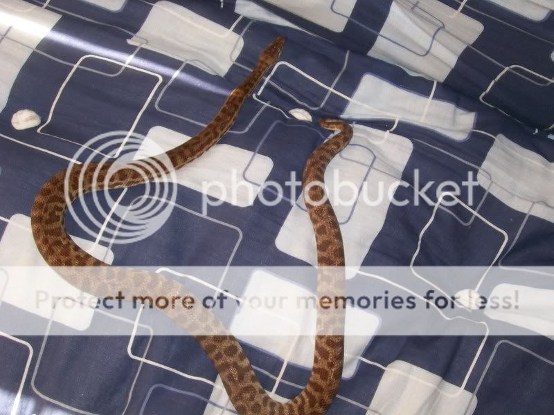 Breeding Stimson Pythons | Aussie Pythons & Snakes Forum