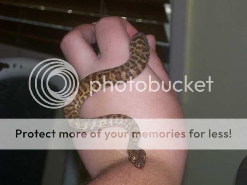 stimsons vs childrens python | Aussie Pythons & Snakes Forum