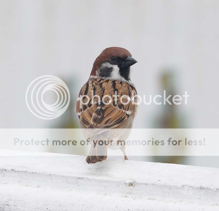 Some bird pictures | Smith & Wesson Forum – The Community for S&W ...