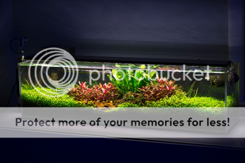 12 Gallon Mr. Aqua Planted Tank - Nano Reef Journals - Nano-Reef Community