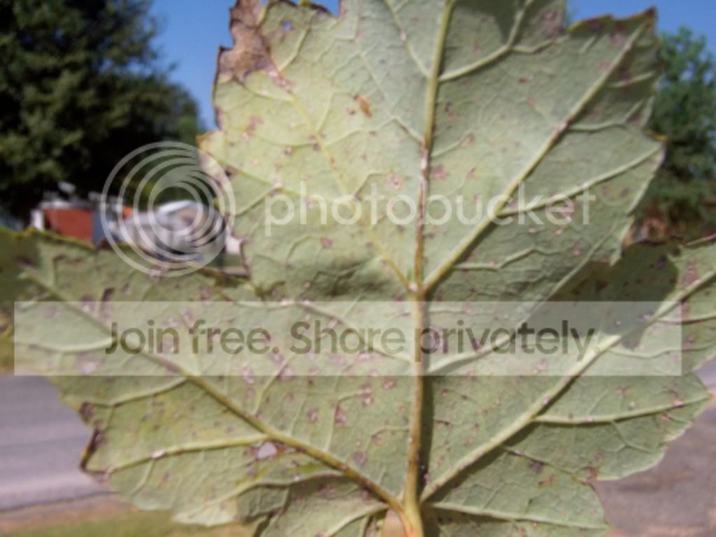 parasites on oak and maple | Houzz Forum