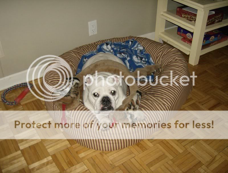 Oh Dunkers, Grovie and all other snake masters....