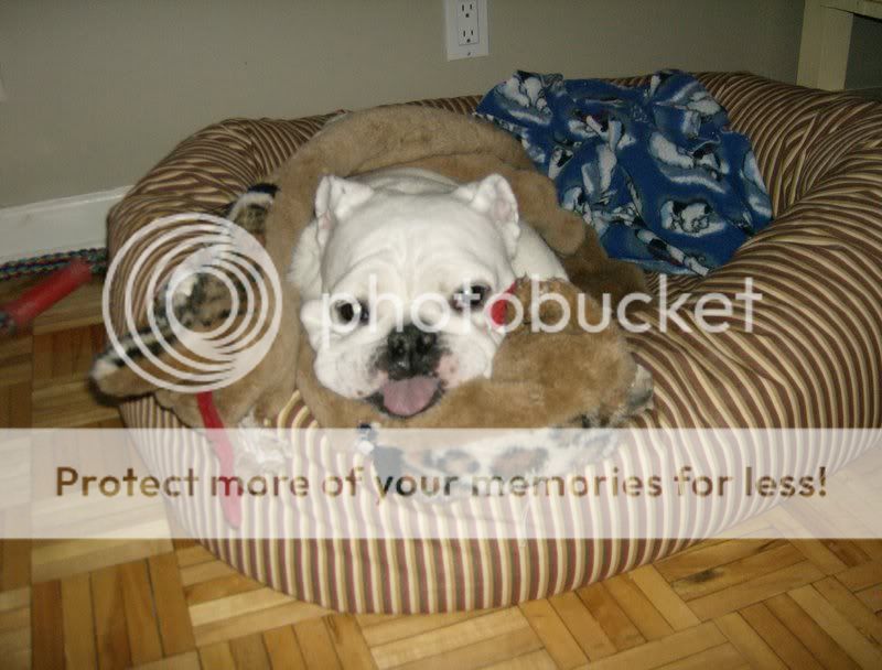 Oh Dunkers, Grovie and all other snake masters....