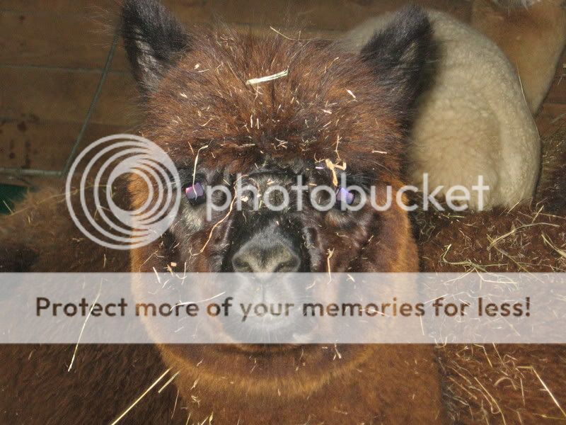 Llamas suck....Alpacas kick butt