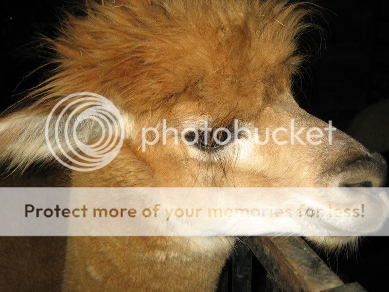 Llamas suck....Alpacas kick butt