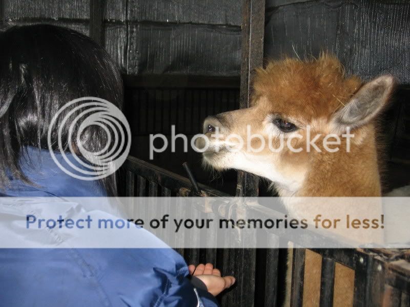 Llamas suck....Alpacas kick butt