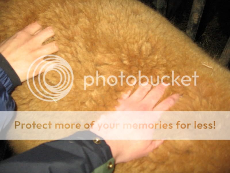 Llamas suck....Alpacas kick butt