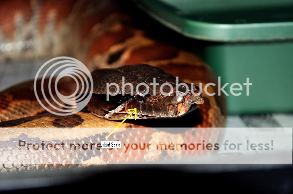 Kingsnake.com - Herpforum - How to Identify the 3 species W/ Pics