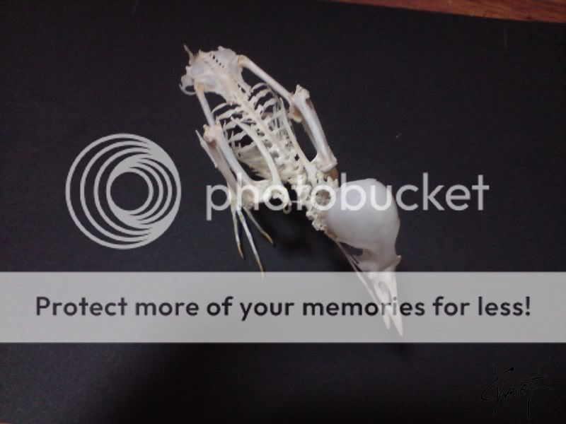 小楊子的龜窩爬蟲寵物論壇 - Powered by Discuz! Board