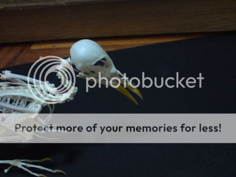 小楊子的龜窩爬蟲寵物論壇 - Powered by Discuz! Board