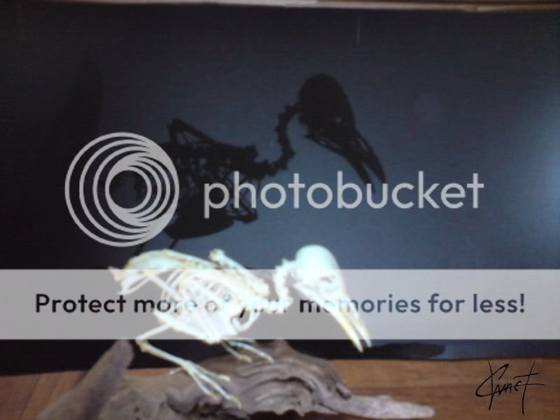 小楊子的龜窩爬蟲寵物論壇 - Powered by Discuz! Board