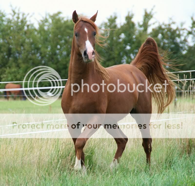 De 2 dejligeste arabere :-) - Opslag, billeder og video - Heste-Nettet.dk