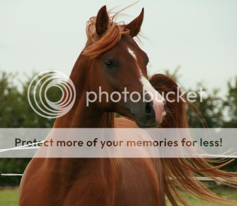 De 2 dejligeste arabere :-) - Opslag, billeder og video - Heste-Nettet.dk