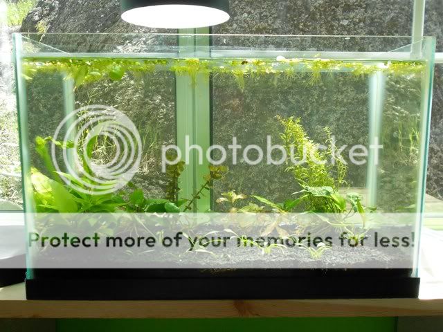 5.5g Walstad Style Tank | The Planted Tank Forum