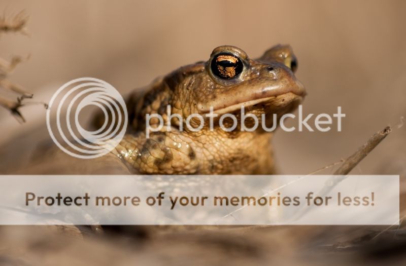 WILDLIFE FOTOFÓRUM • Zobrazit téma - Ropucha obecná (Bufo bufo)