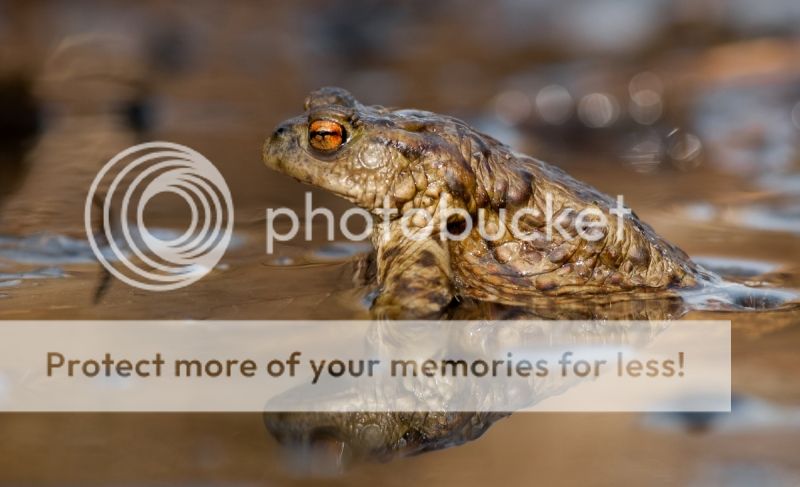 WILDLIFE FOTOFÓRUM • Zobrazit téma - Ropucha obecná (Bufo bufo)