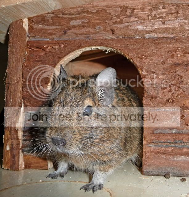 One Female Degu with Large Custom Cage for Sale | Reptile Forums