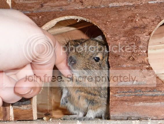 One Female Degu with Large Custom Cage for Sale | Reptile Forums