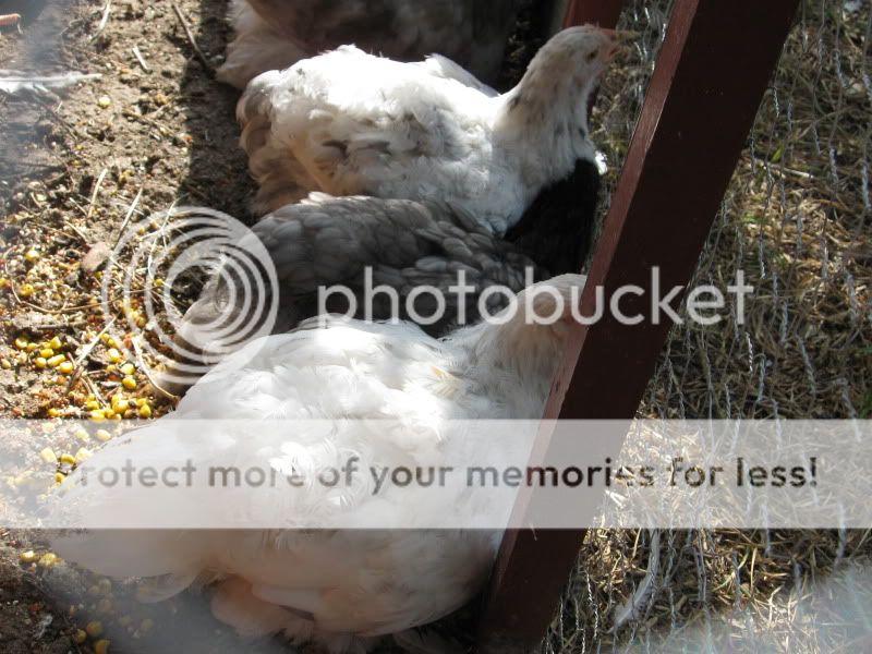 Lemon Blue Cochins~~***BRAND NEW PICTURES***~~~ | BackYard Chickens ...