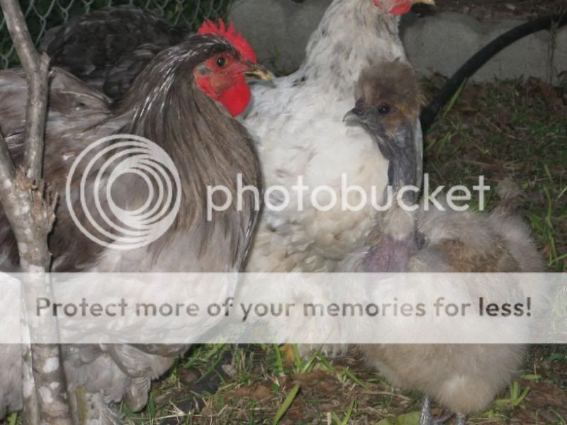 Lemon Blue Cochins~~***BRAND NEW PICTURES***~~~ | Page 6 | BackYard ...