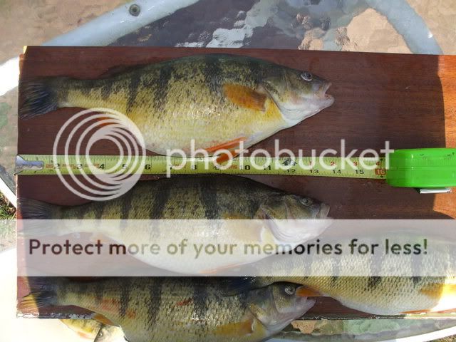 Pt. Albino mutant perch - Fishing Forum - Niagara Fishing Forum