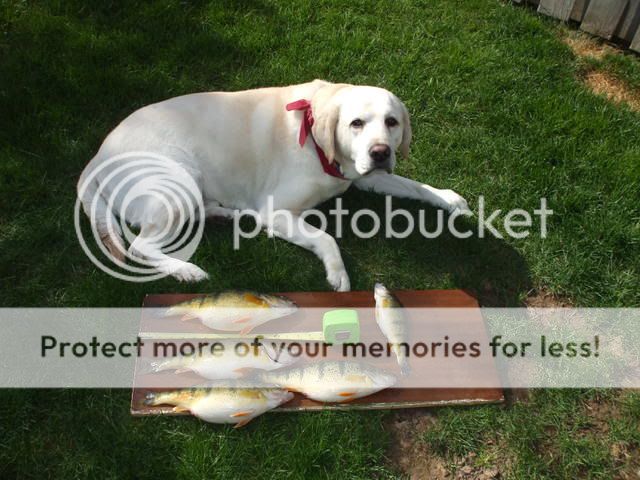Pt. Albino mutant perch - Fishing Forum - Niagara Fishing Forum